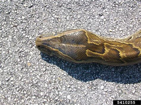 Pythons Genus Python
