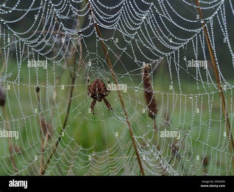 Garden Orb Spider Araneus Diadematus Adult Female On Dew Covered Web Devon England United