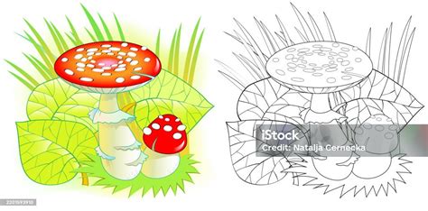 색칠 공부 책을위한 화려하고 검은 색과 흰색 패턴 독 버섯의 그림 어린이와 성인을 위한 워크시트 벡터 이미지입니다 0명에 대한 스톡 벡터 아트 및 기타 이미지 Istock