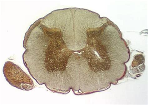 Spinal Cord Cross Section Diagram Quizlet
