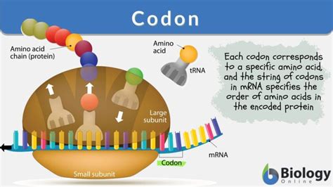 Codon Definition And Examples Biology Online Dictionary
