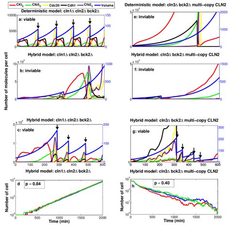 Comparison Of Deterministic And Stochastic Trajectories Of Two