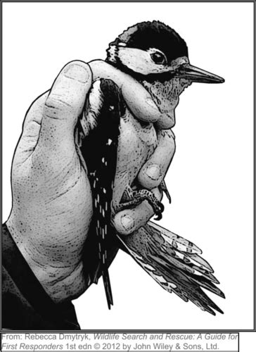 Physical Restraint Of Wildlife Flashcards Quizlet