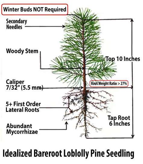 An Insight Into The Root System Of Blue Spruce