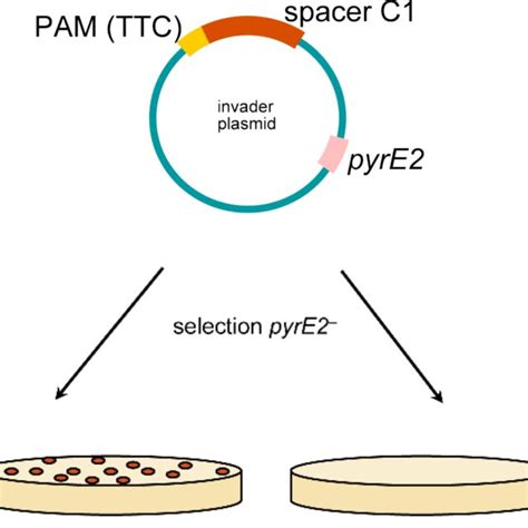 The Plasmid Based Interference Test Download Scientific Diagram