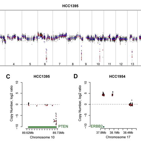 copy number estimation using targeted sequencing data a whole genome