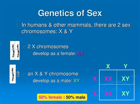 Ppt Genetics The Scientific Study Of Inheritance Powerpoint