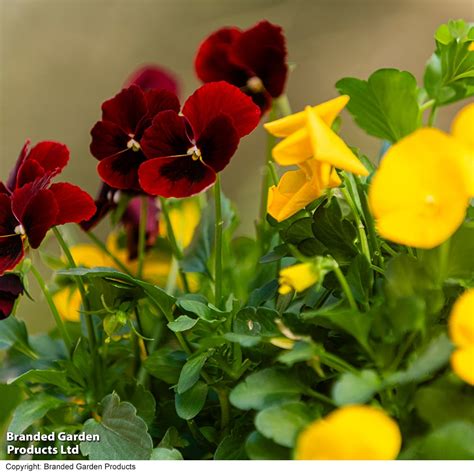 Viola Ruby And Gold Mix