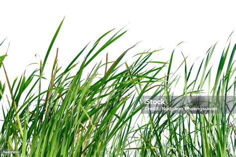 긴 녹색 잔디와 갈대는 복사 공간이있는 흰색 배경에 고립되어 있습니다 0명에 대한 스톡 사진 및 기타 이미지 0명 가을 갈대속 벼과 Istock