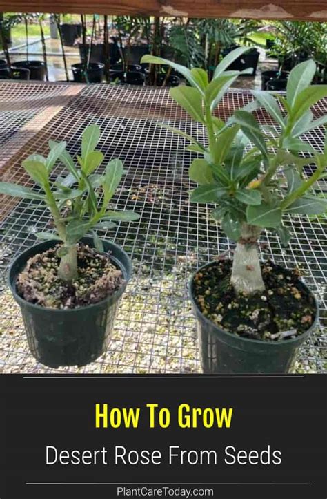 How To Grow Desert Roses From Seed At Albert Glover Blog