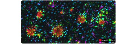 Multiplexed Immunofluorescence If Histology And Tissue Analysis Biospective