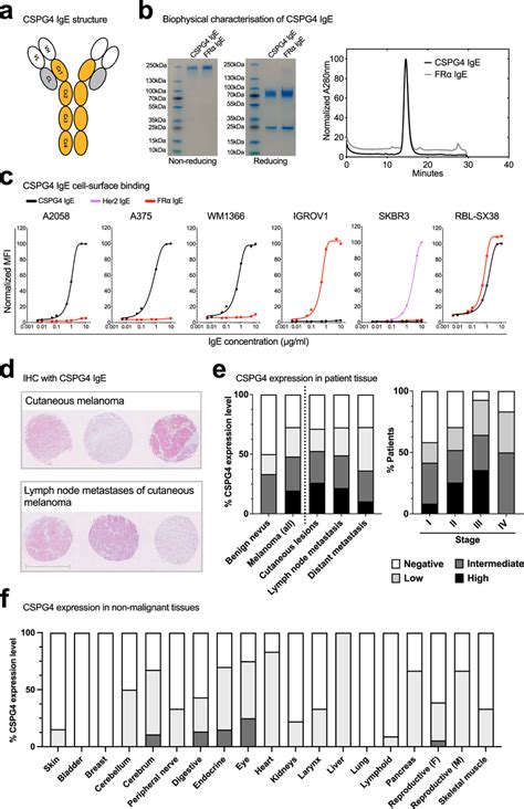 Generation Biophysical Characterization And Cancer Specificity Of