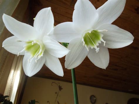 Как ухаживать за комнатной лилией в горшке Подскажите как ухаживать за комнатной лилией в