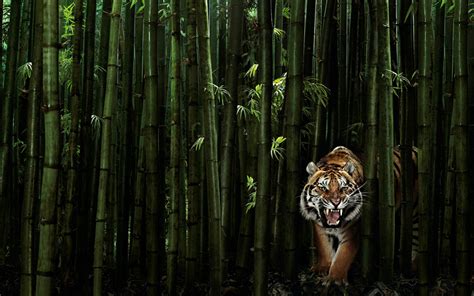 Majestic Tiger In Nature Hd Wallpaper