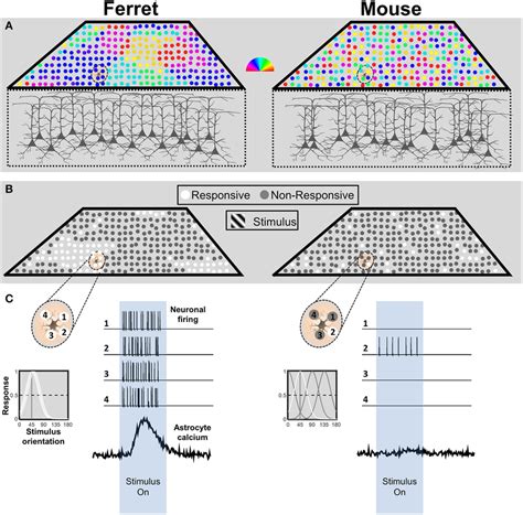 schematic representation of neuronal response patterns in mouse and