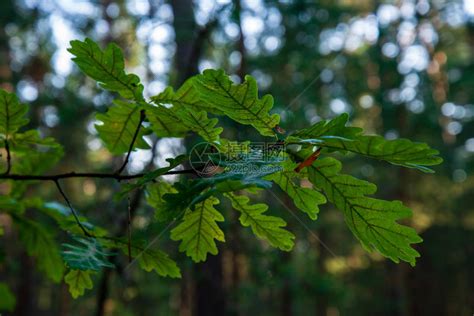 绿色的夏天树叶细节抽象背景树叶草插画图片下载 正版图片402366105 摄图网