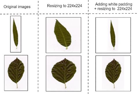 Pre Processing Applied To The Dataset Download Scientific Diagram