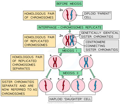 Stages Of Meiosis Dp Ib Biology Hl Revision Notes 2016