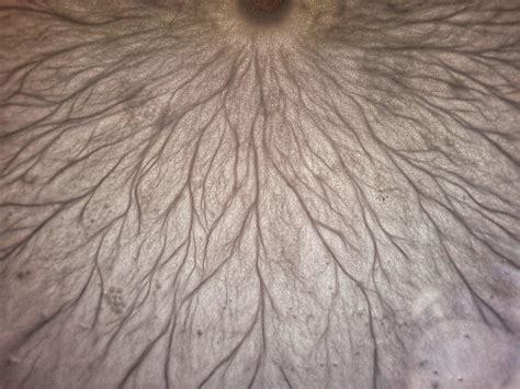 Close Ups Of A Pe Side Pin Clone Plate 😁😍 Ragarporn