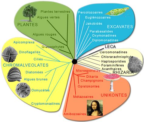 Phylogénie Des Eucaryotes Evolution Biologique