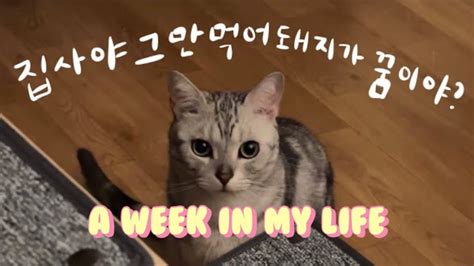 Vlog 직장인 브이로그 주말엔 집콕하면서 마라탕 먹기 칼국수 먹기 무침회 먹기 김치찌개 먹기 With 우리 집 고양이 Youtube