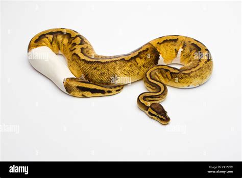 Pastel Piebald Ball Python Or Royal Python Python Regius Female