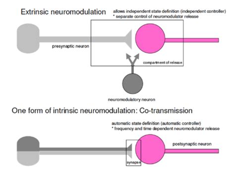 Week 2 Lect 4 Modulation Of Circuits Flashcards Quizlet