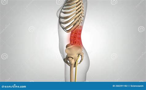 If Compression Occurs In The C5 Nerve Root Between The C4 And C5