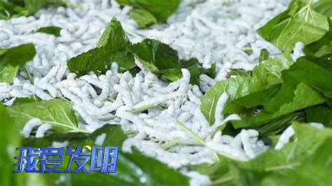 十亩桑田 搬”回家！种桑、养蚕、缫丝、织绸一条龙，如此高收益的项目该如何掌握？ 「我爱发明」20221103 Youtube