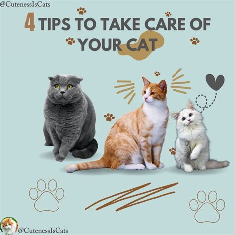 Tips To Take Care Of Your Cat Cat Healthy Cat Lover In Cats Owning A Cat Cat Lovers