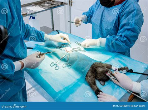 Veterinarian Surgeons In Operating Room Doing Cat Neutering Stock Photo Image Of Male Nurse