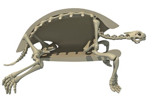 Tortoise Skeleton Tortoise Turtle Tortoise Turtle