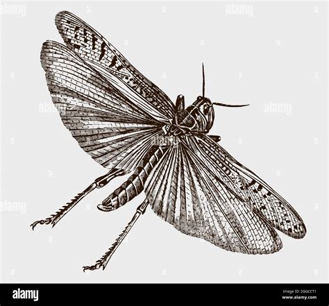 Migratory Locust Stock Vector Images Alamy Migratory Locust Stock Vector Images Alamy