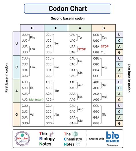 Sagar Aryal Di Linkedin Codon Chart