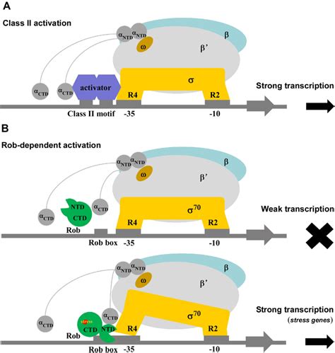 Proposed Models For Class Ii Activator Dependent And Rob Dependent Download Scientific Diagram
