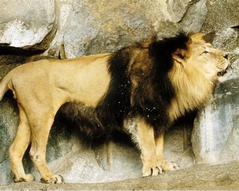 Cape Lion ~ Everything You Need To Know With Photos Videos