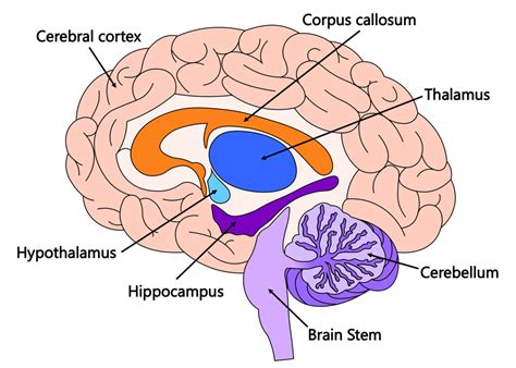 What Are The 5 Main Parts Of The Brain And Their Functions Free