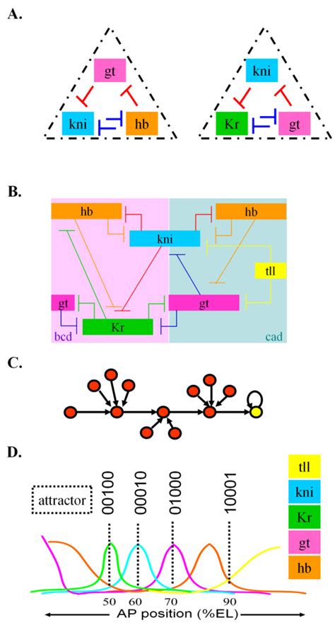 The Structure And Dynamics Of The Gap Gene Network A Nested Feedback