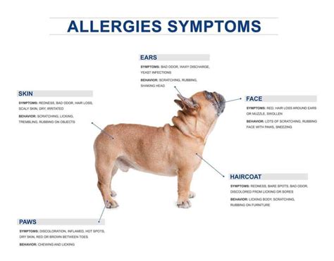 Do Bulldogs Have Spots At Elaina Munoz Blog