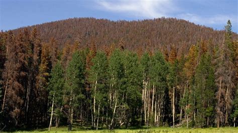 Colorado State Forest Service Says Beetle Kill Was Widespread Across