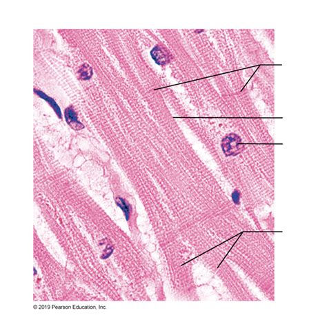 Cardiac Muscle