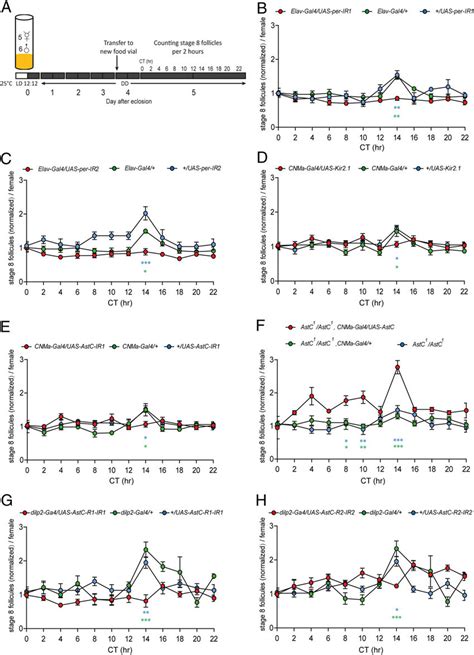 AstC Signaling From AstC DN P To IPCs Generates The Circadian Download Scientific Diagram