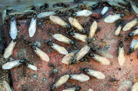 Flying Ant Day Arrives In 2024 As Swarms Appear And Seagulls Drunk On