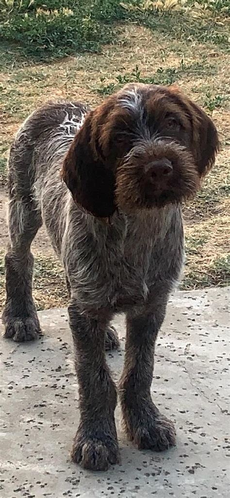 Wirehaired Pointing Griffon For Sale