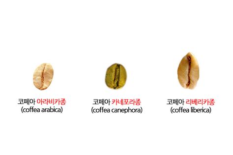 커피의 품종 아라비카 로부스타 알고 마시자 네이버 블로그