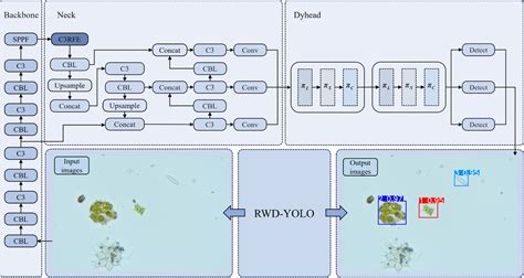 Microalgae Detection Based On Improved Yolov5 Duan 2024 Iet Image