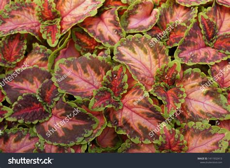 15 Coleus Wizard Coral Sunrise Images, Stock Photos & Vectors ...