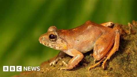 The Upside Down Sex Life Of A Rare Indian Frog Revealed Newsportu