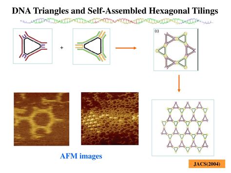 Ppt Dna Mediated Self Assembly Of Nanoarchitectures Powerpoint