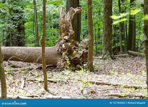 Large Tree Knocked Down In The Woods Stock Photo Image Of Dead Damage